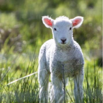 Farm Animals – Biolac